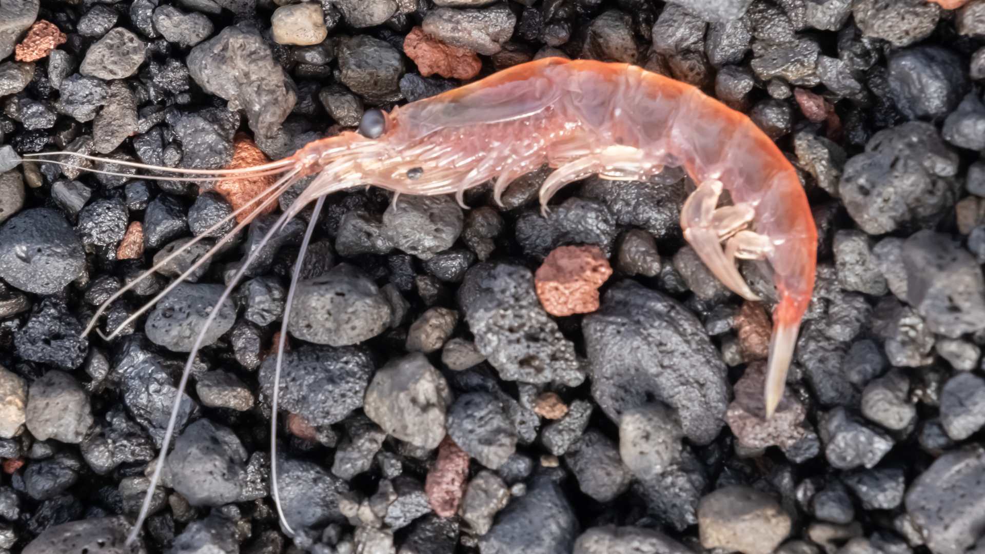 Le krill, un crustacé qui n'a pas fini de nous étonner