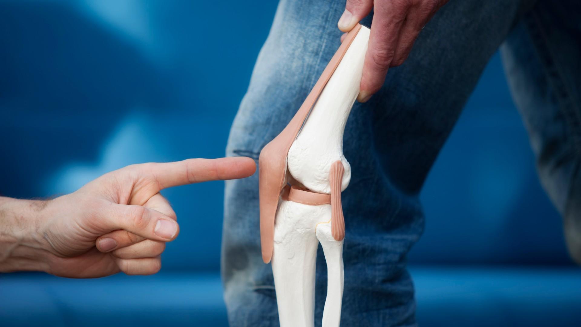 Cartilage : définition, anatomie, types, rôles