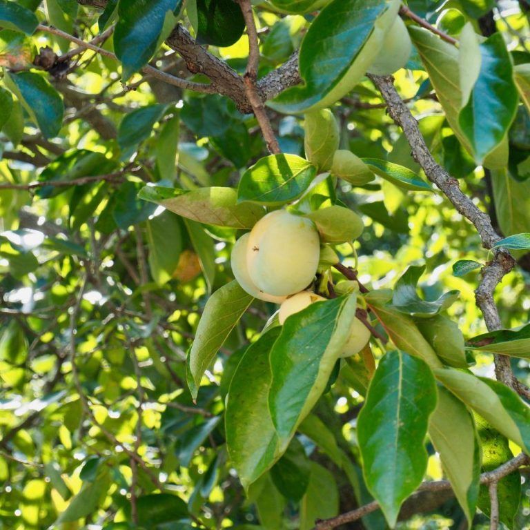 Traitements naturels contre l’hypertrophie bénigne de la prostate - Le ...